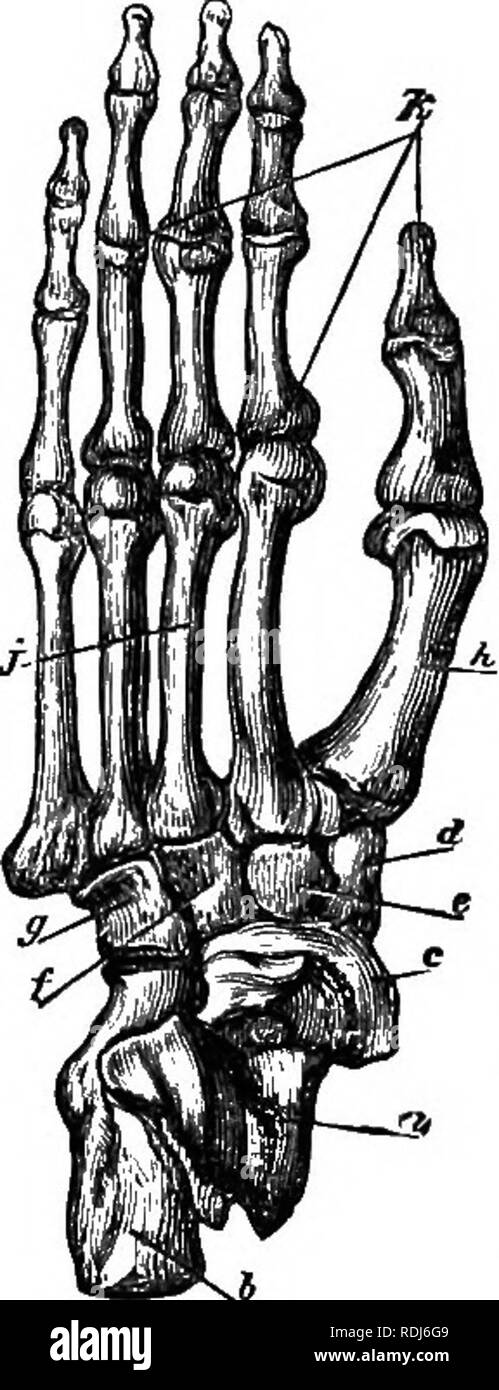 . Anthropoid apes. Apes. 76 ANTHKOPOID APES. The skeleton of the orang ...