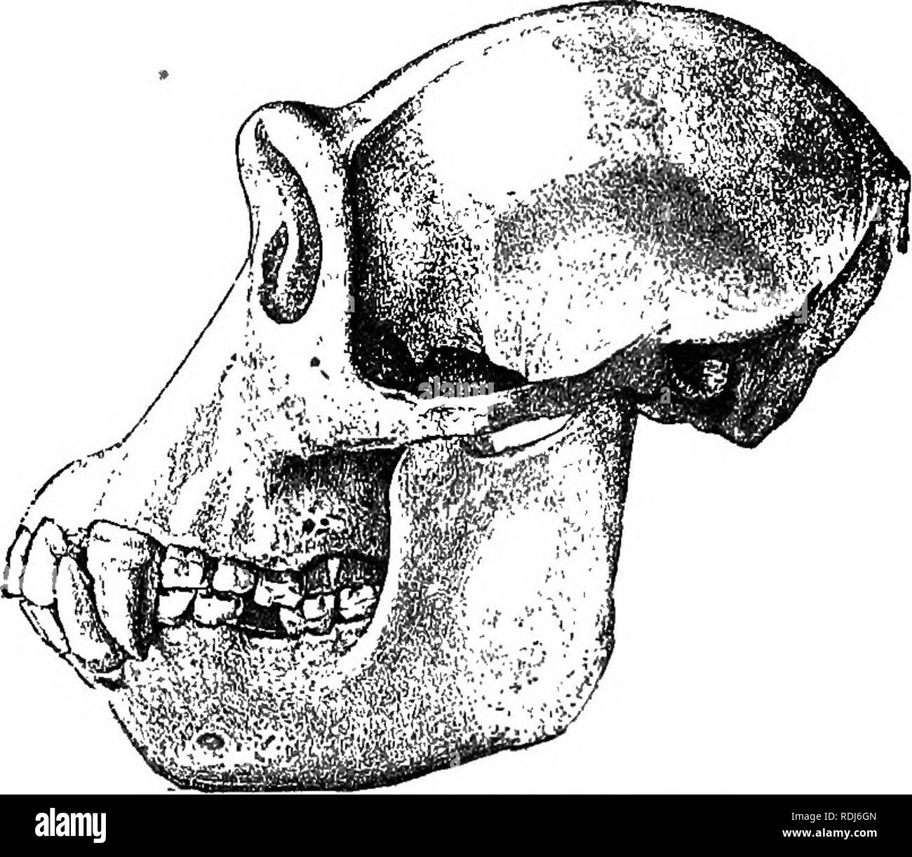 Chimpanzee Skull Stock Photos & Chimpanzee Skull Stock Images - Alamy