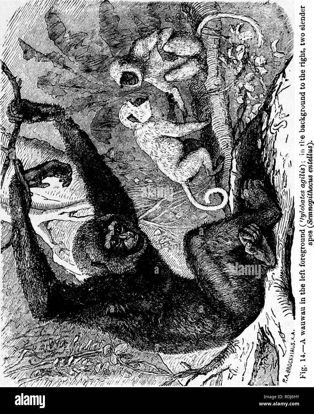 . Anthropoid apes. Apes. THE EXTERNAL FORM OF ANTHROPOID APES. 51 The ...