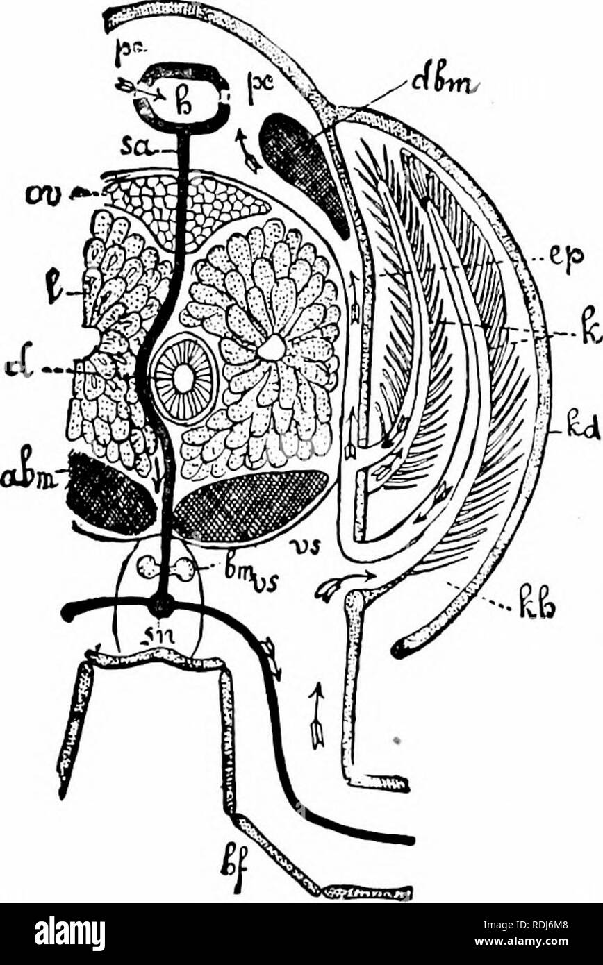 . A manual of zoology. PHYLUM ARTHROPODA 225 cavities lying among the ...