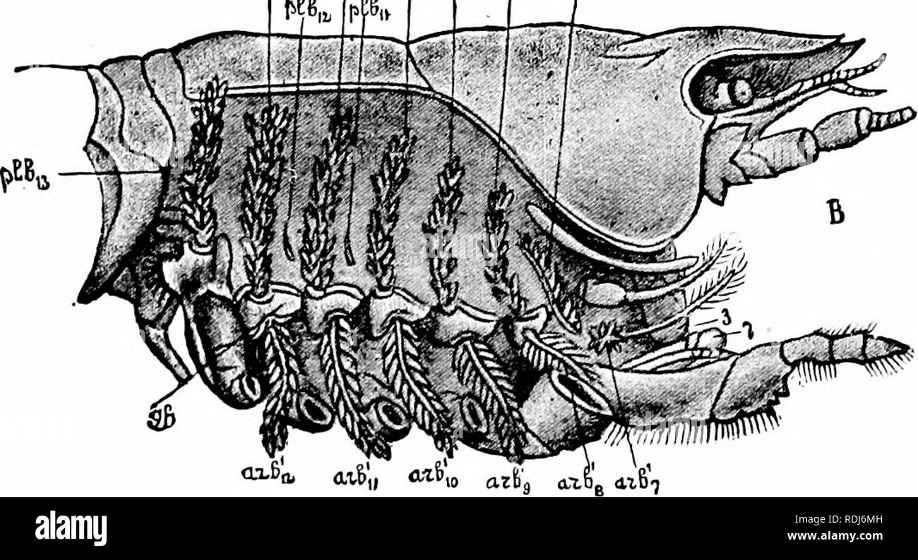 . A manual of zoology.