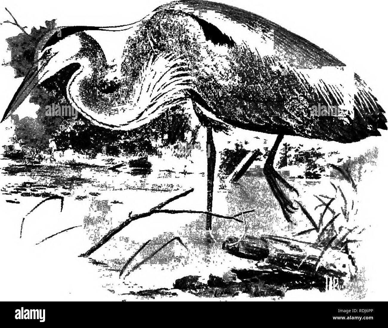 Bird Catching Fish Drawing