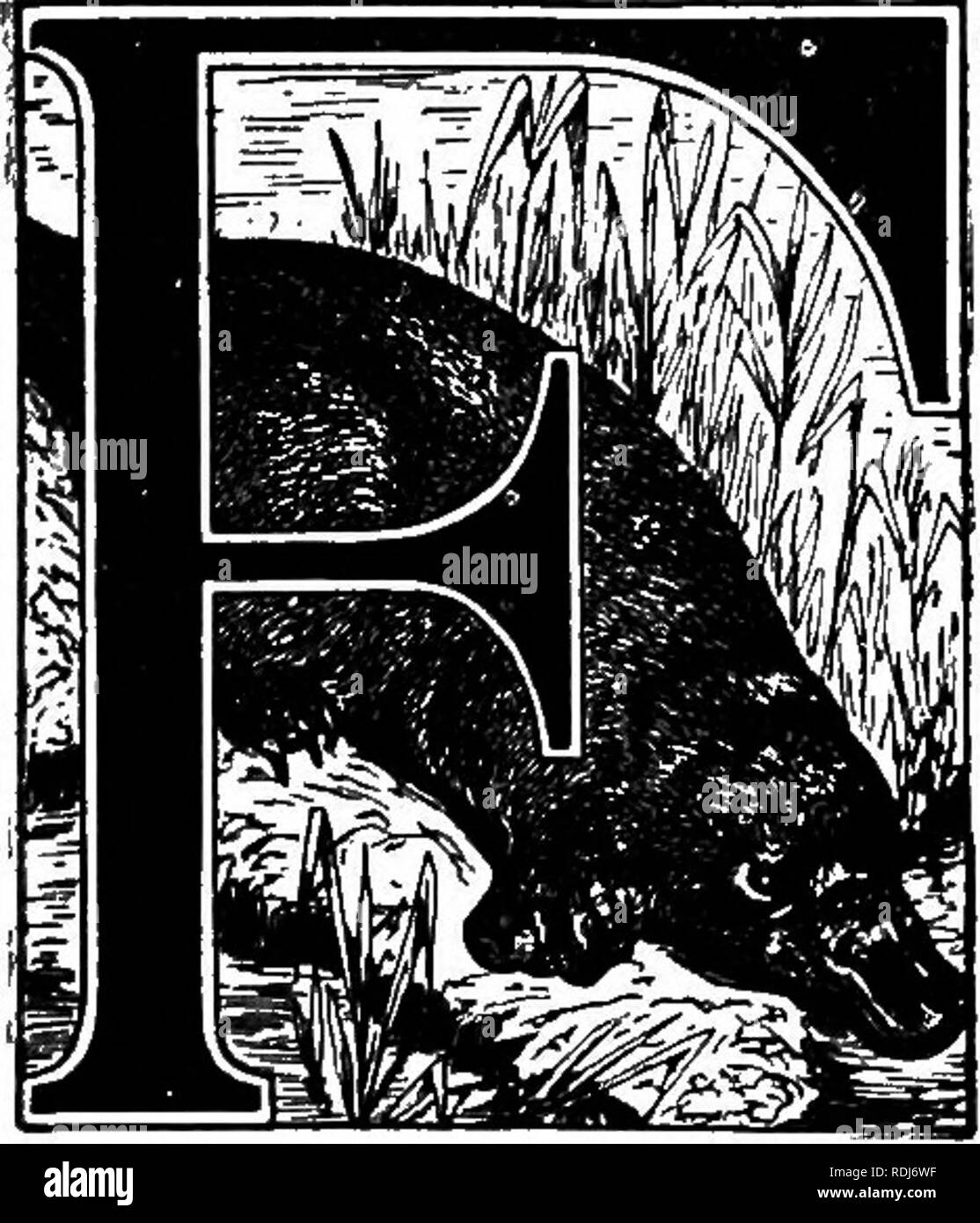 Egg laying mammals the monotremes Black and White Stock Photos & Images ...