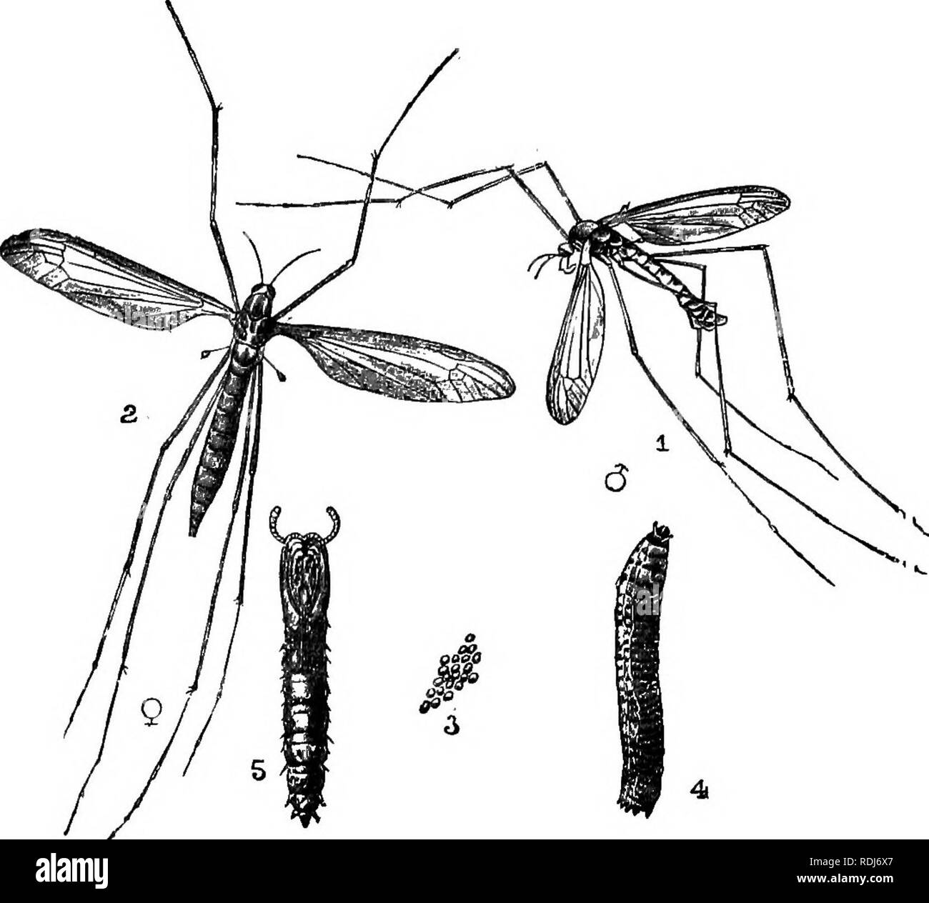 Crane fly pupa hi-res stock photography and images - Alamy