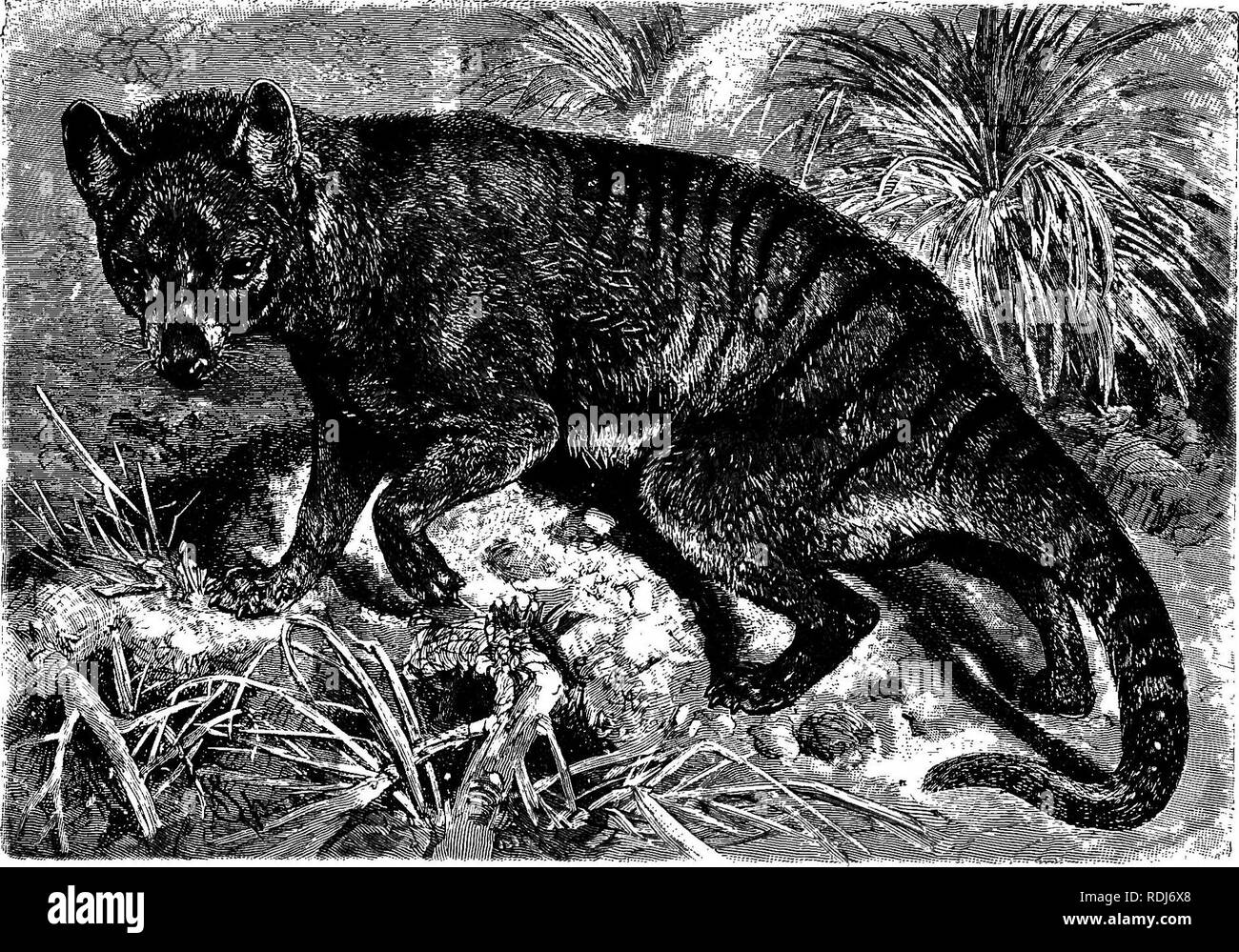 Fore tribe hi-res stock photography and images - Alamy