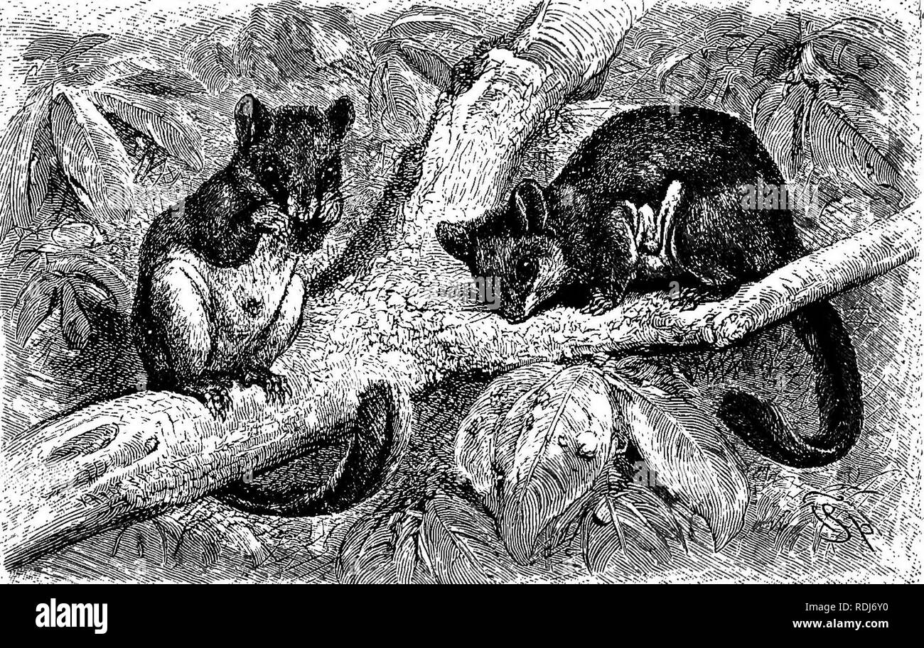 Marsupials of the world Black and White Stock Photos & Images - Alamy