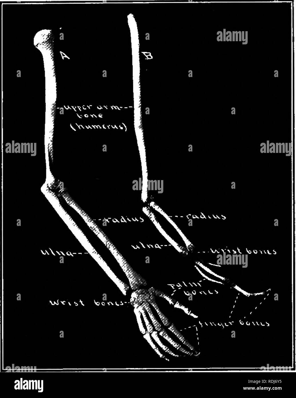 The bones and muscles of a bird's wing hi-res stock photography and ...