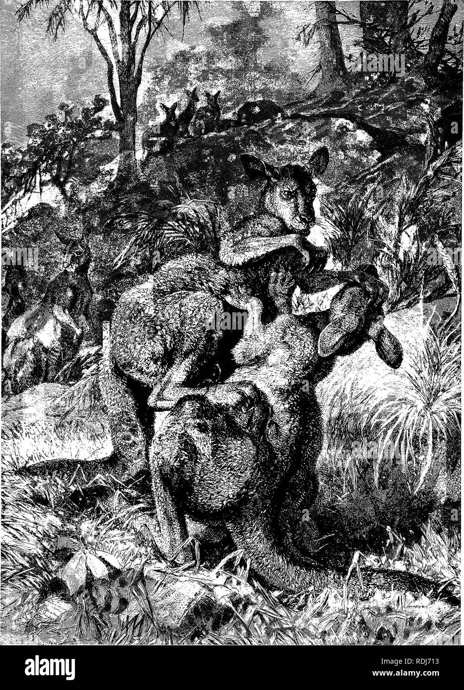 . The animals of the world. Brehm's life of animals;. Mammals. jr ...