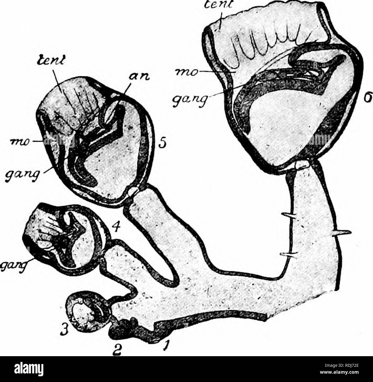 . A manual of zoology. MANUAL OF ZOOLOGY lent.. Fig. 103.—Pedicellina ...
