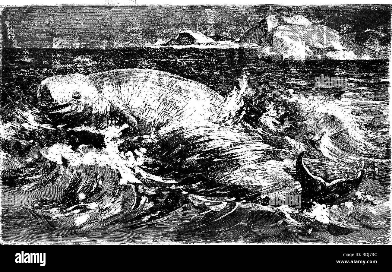. The animals of the world. Brehm's life of animals;. Mammals. 570 THE ...