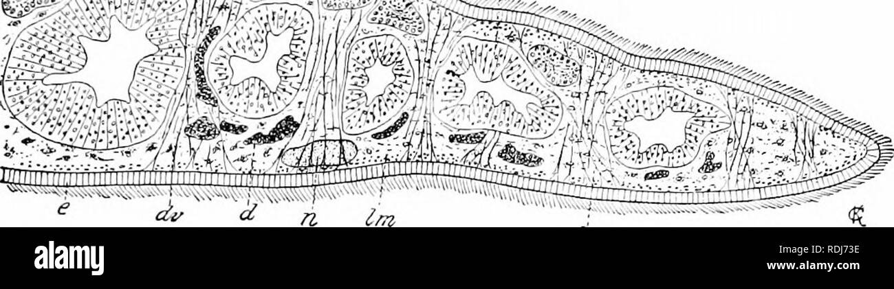 Planaria Cross Section Longitudinal Muscles