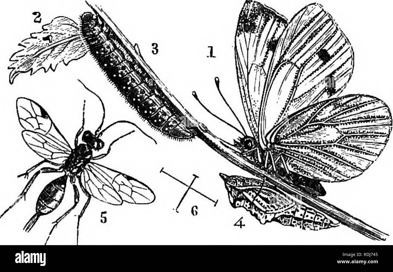Butterfly larvas hi-res stock photography and images - Alamy