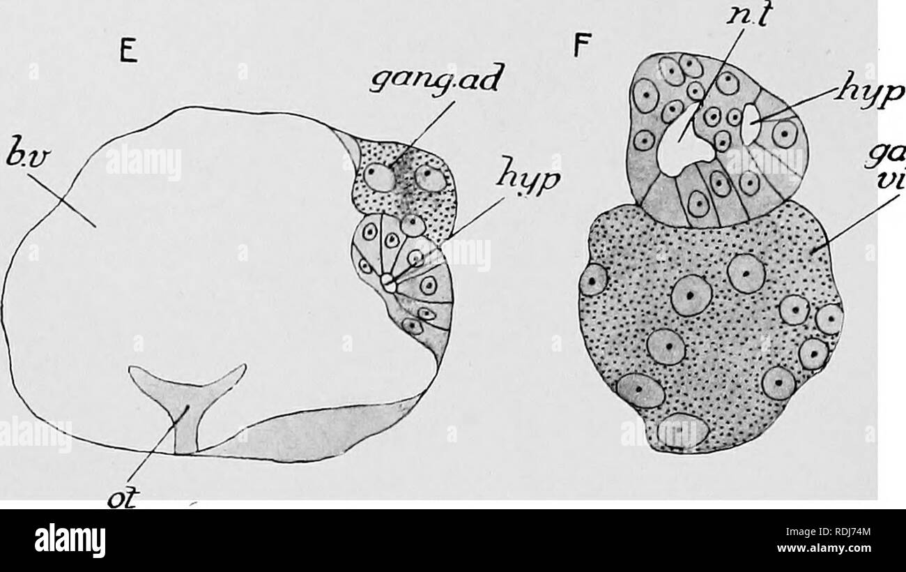 . Text-book of embryology. Embryology. vise Fig. 454. —Transverse ...