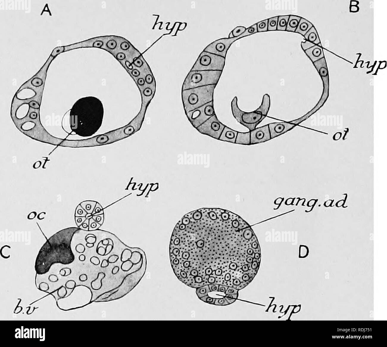 . Text-book of embryology. Embryology. 624 INVEETEBEATA CHAP. dorsal ...
