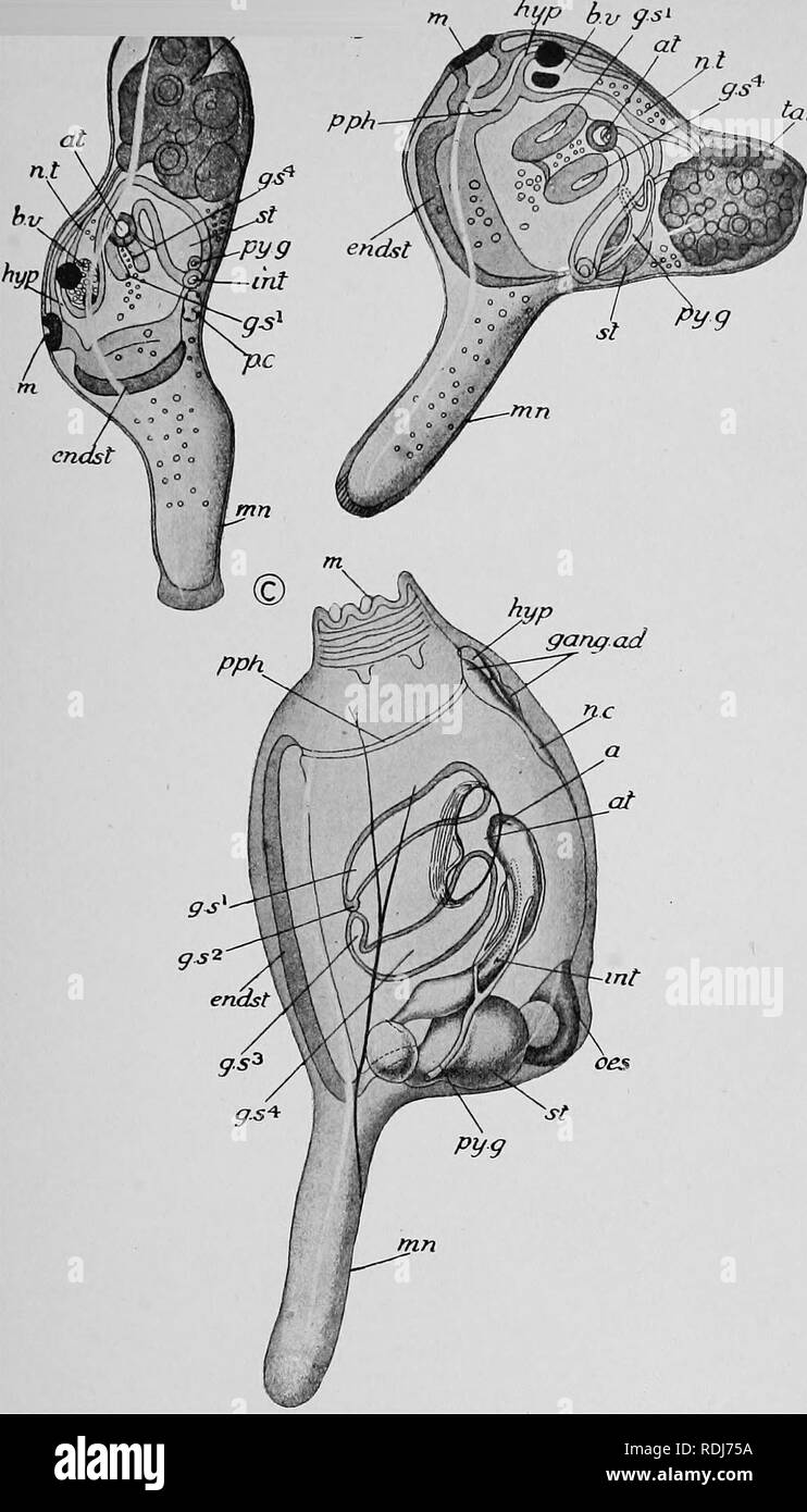 . Text-book of embryology. Embryology. at tail. Fig. 453.—Illustrating ...