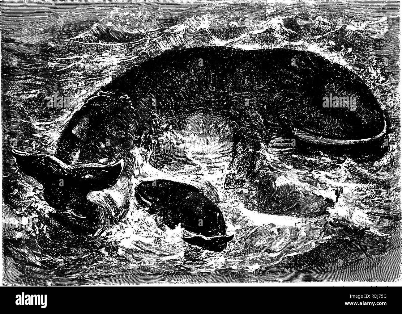 Whalebone plate hi-res stock photography and images - Alamy