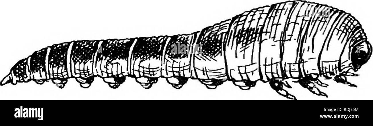 Slug like larvae hi-res stock photography and images - Alamy