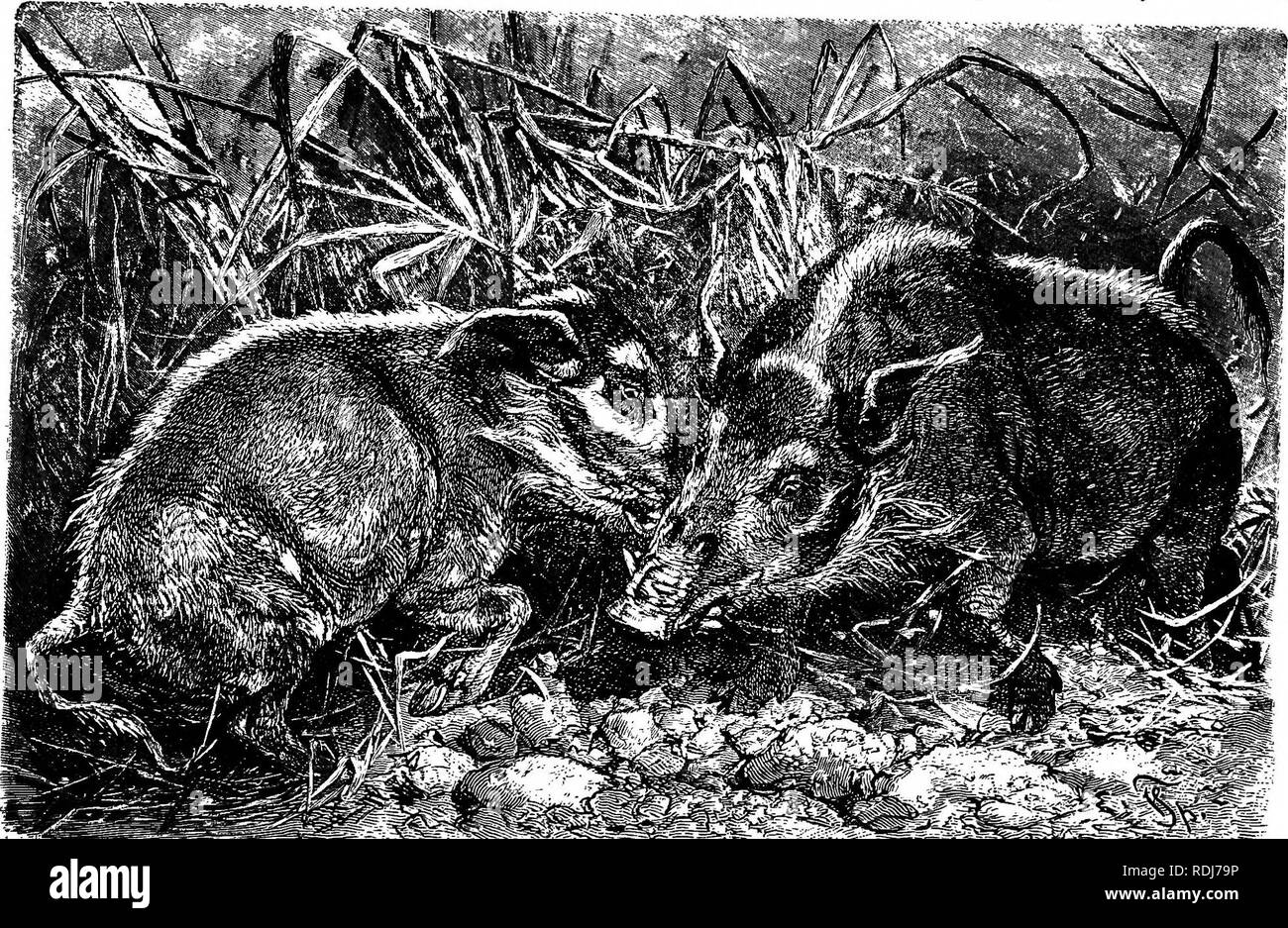 . The animals of the world. Brehm's life of animals;. Mammals. THE ...