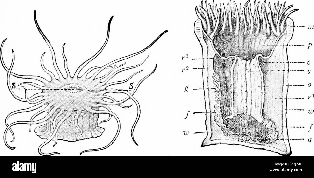 . A manual of zoology. Zoology. in. ANTHOZOA 225 they resemble the ...