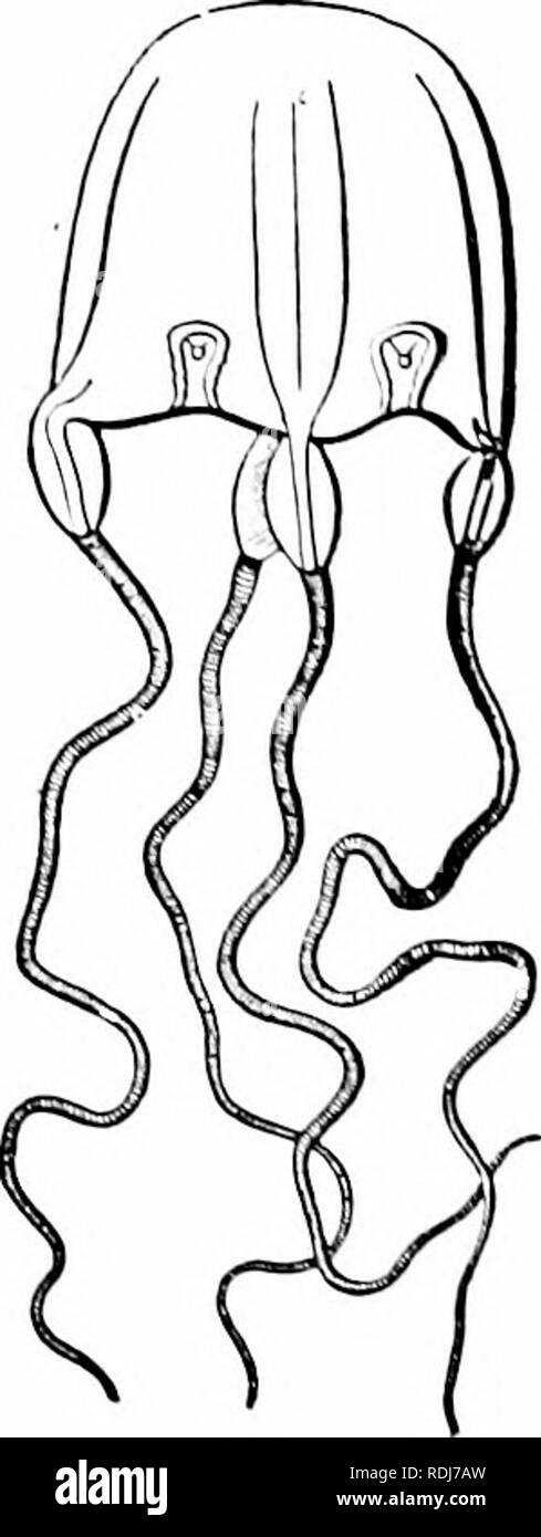 Class anthozoa Black and White Stock Photos & Images - Alamy