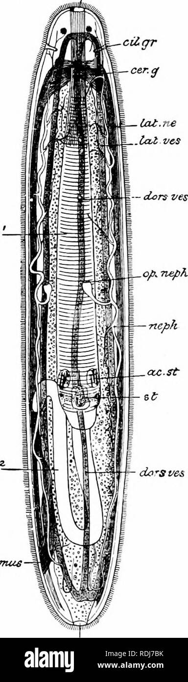 Platyhelminthes Diagram