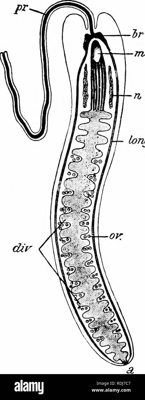 Probosis hi-res stock photography and images - Alamy