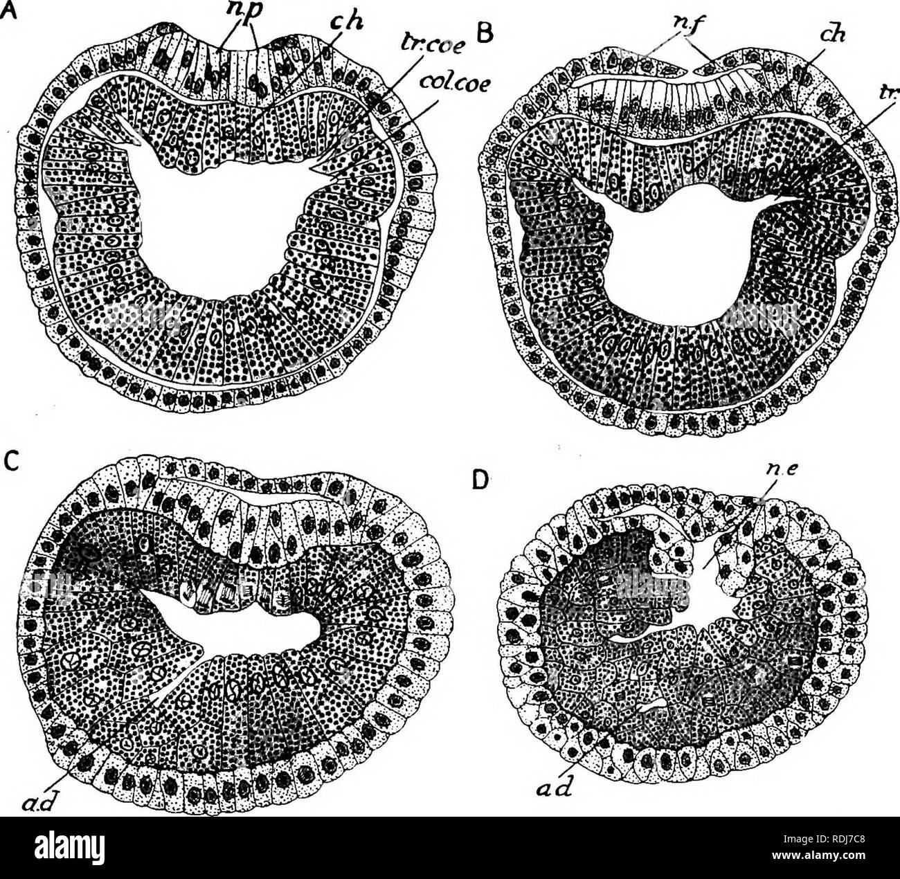 . Text-book of embryology. Embryology. XVII PEOTOCHOKDATA 593 the edges ...