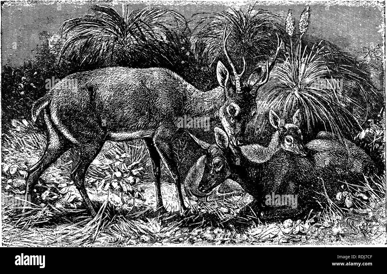 Deer in trouble Black and White Stock Photos & Images - Alamy