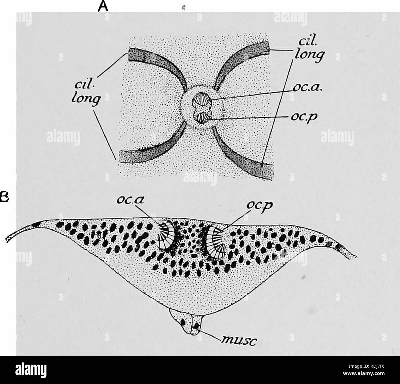 . Text-book of embryology. Embryology. XYII PEOTOCHOEDATA 575 ...