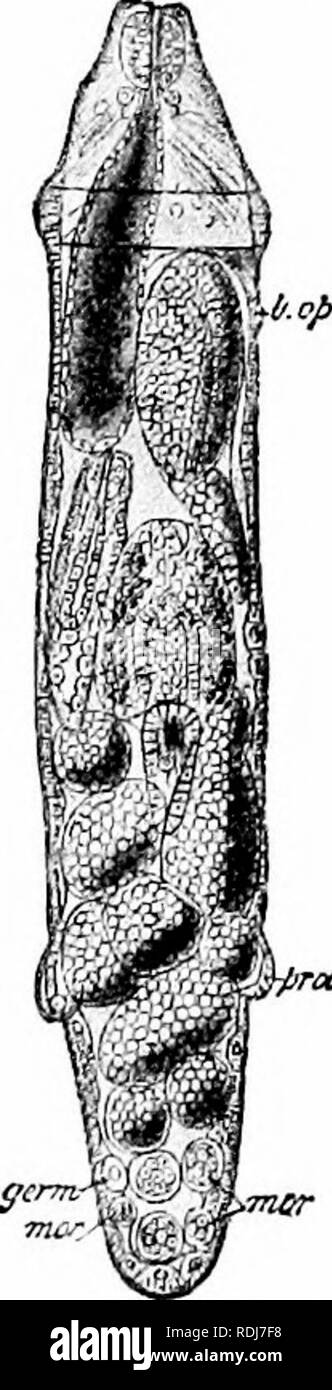 . A manual of zoology. . Fig. -jo. — A-D, development of Distomum ...