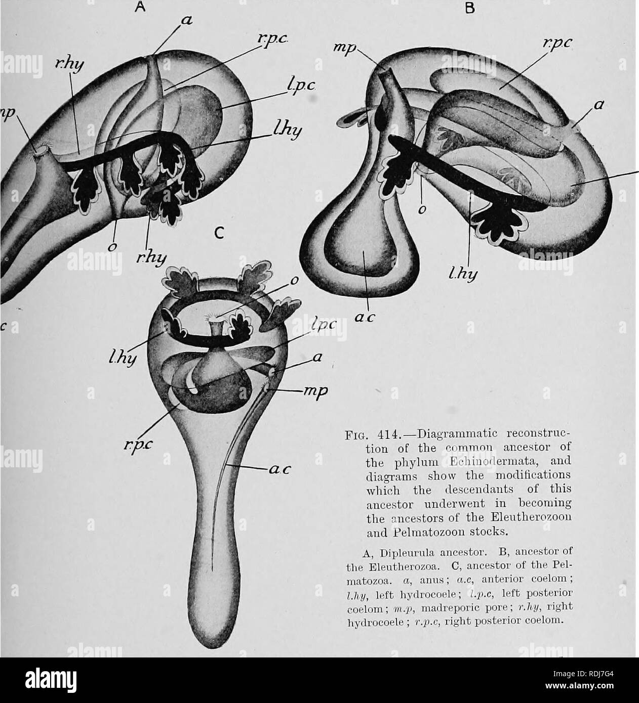Echinoderm embryology hi-res stock photography and images - Alamy