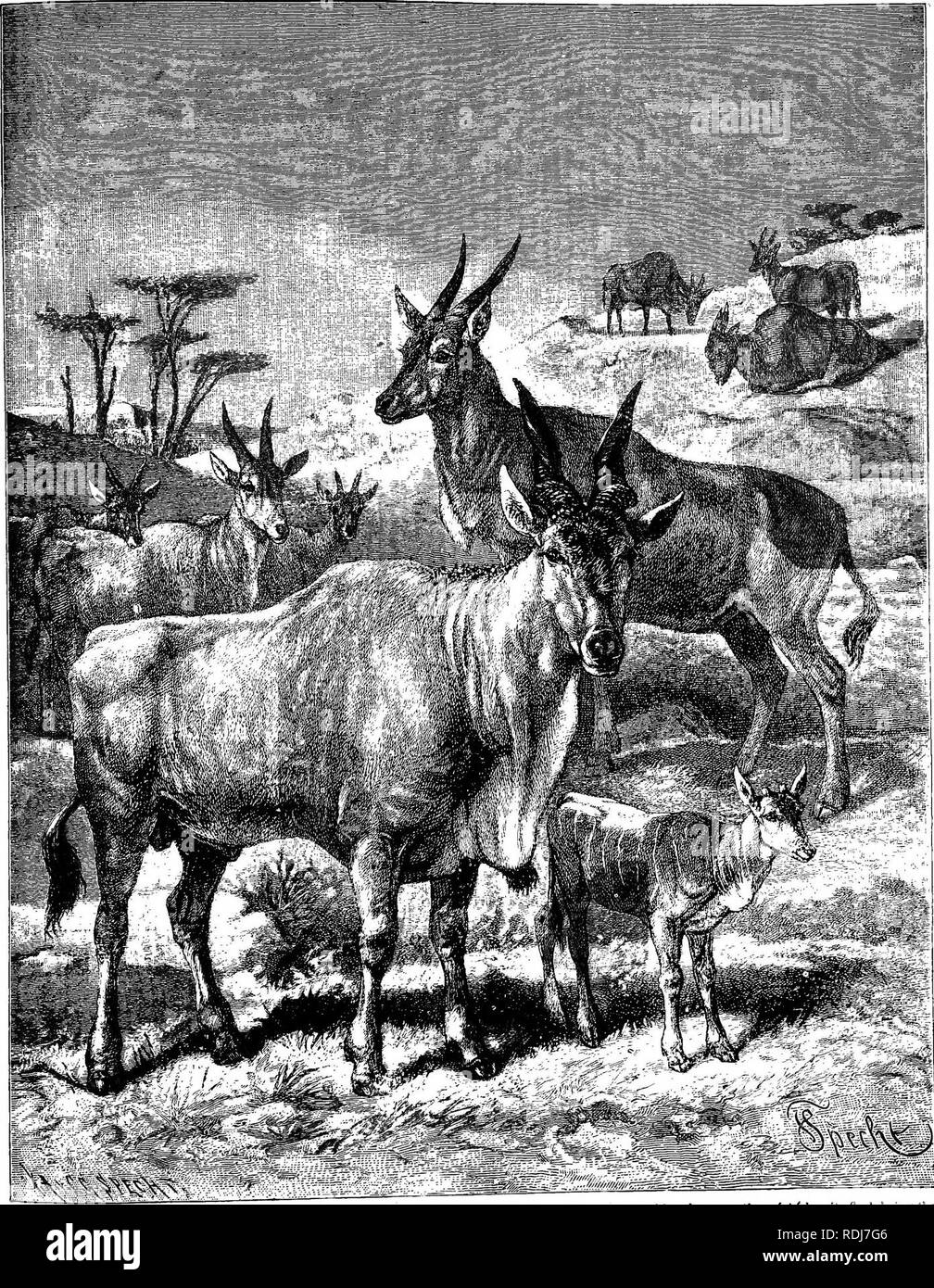 Elan antelopes hi-res stock photography and images - Alamy