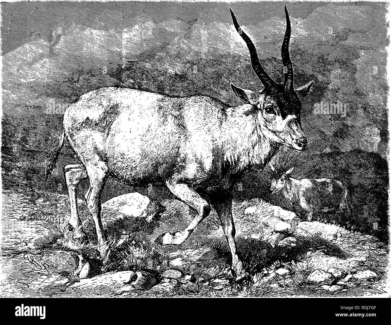 Egyptian antelope Black and White Stock Photos & Images - Alamy