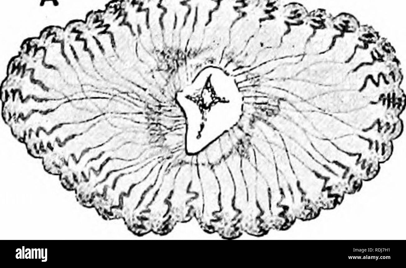 Enteric nerve cell hi-res stock photography and images - Alamy