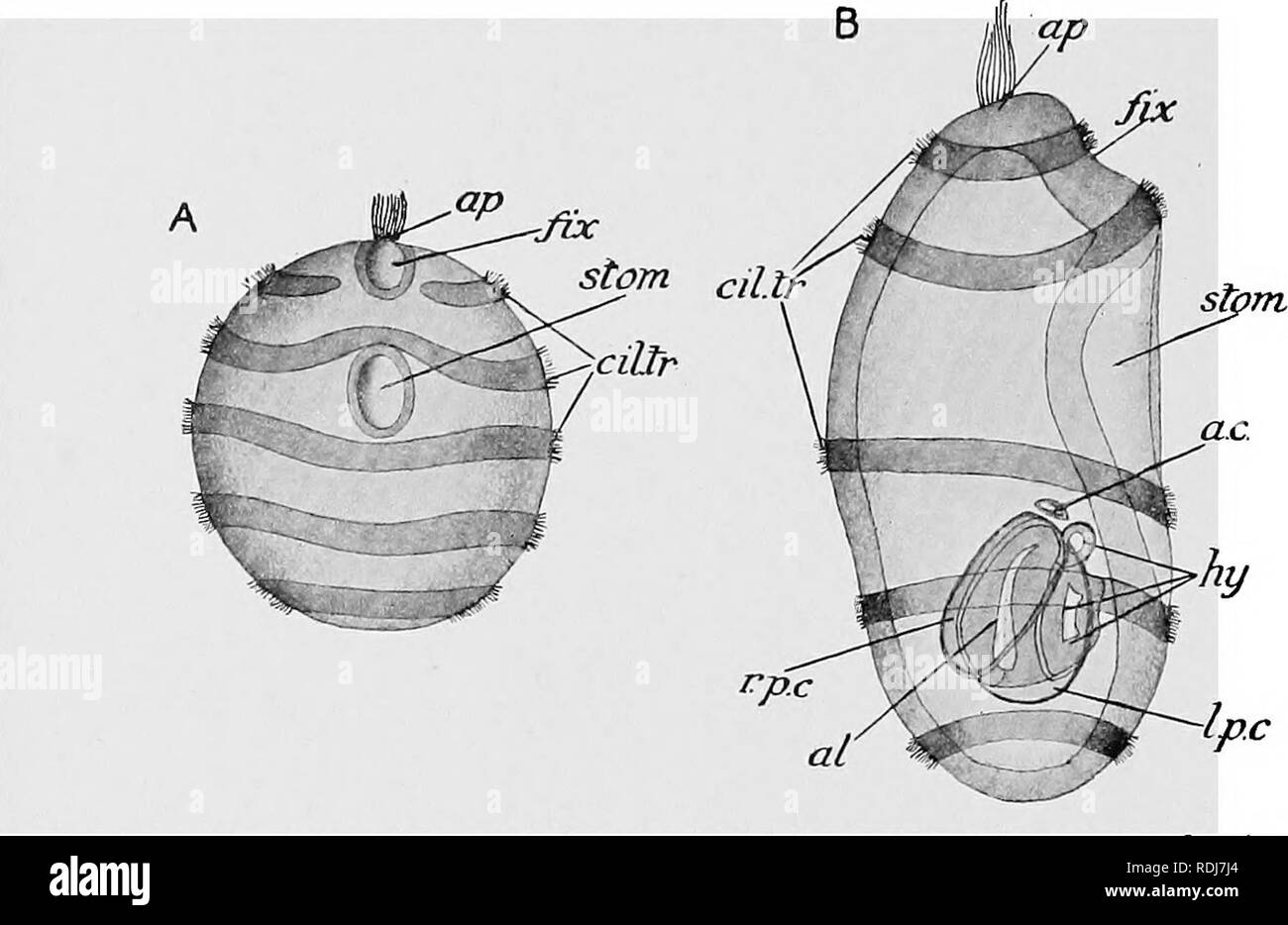 . Text-book of embryology. Embryology. 548 INVEETEBEATA CHAP. ring of ...