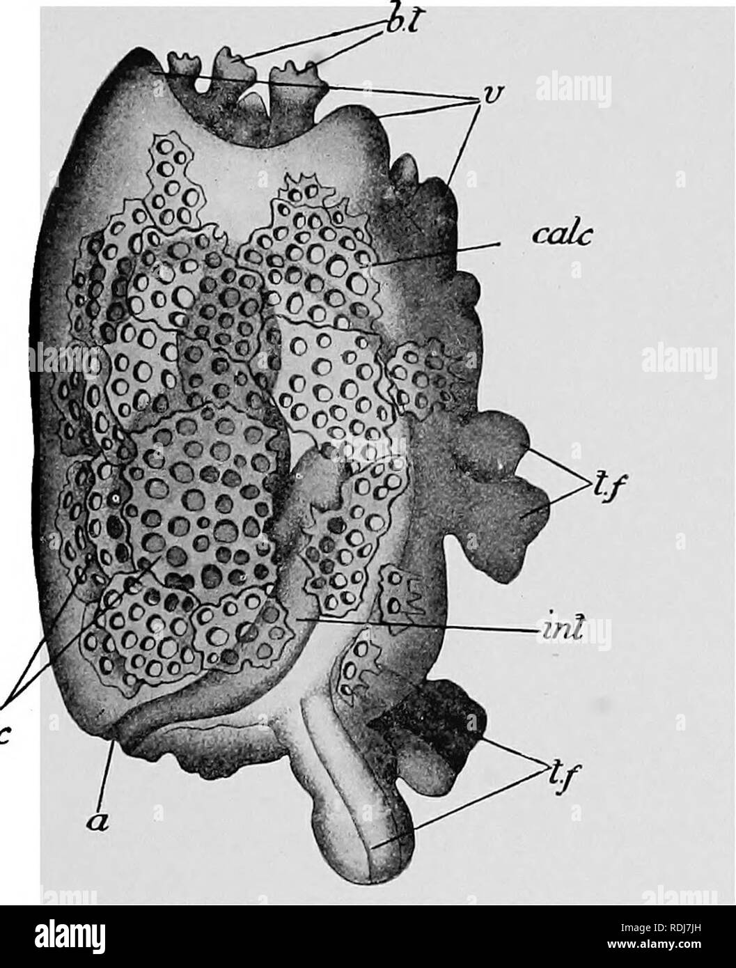 Thuroidea Black and White Stock Photos & Images - Alamy