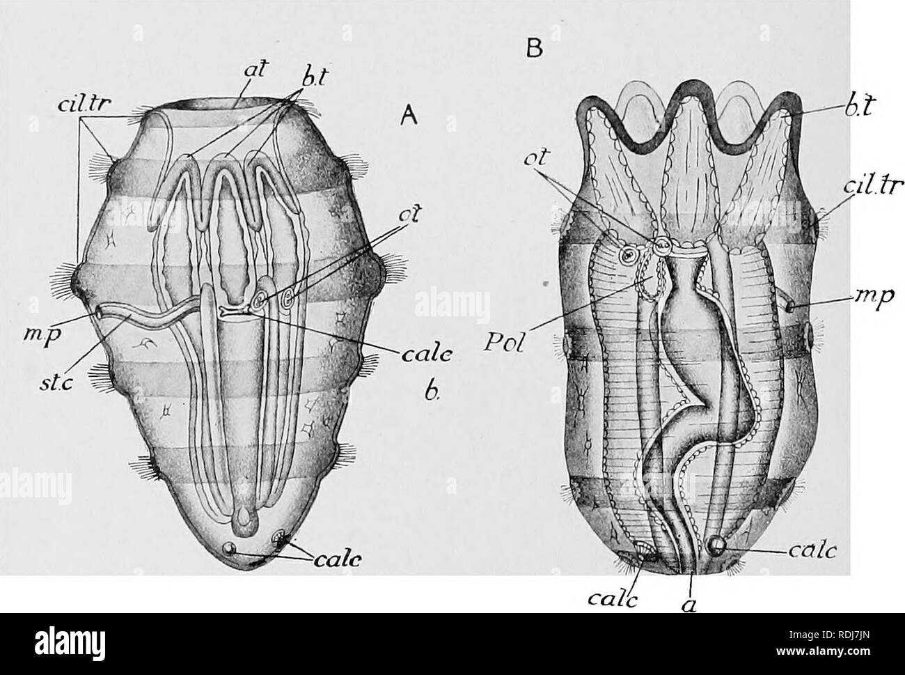 Transverse bands Black and White Stock Photos & Images - Alamy