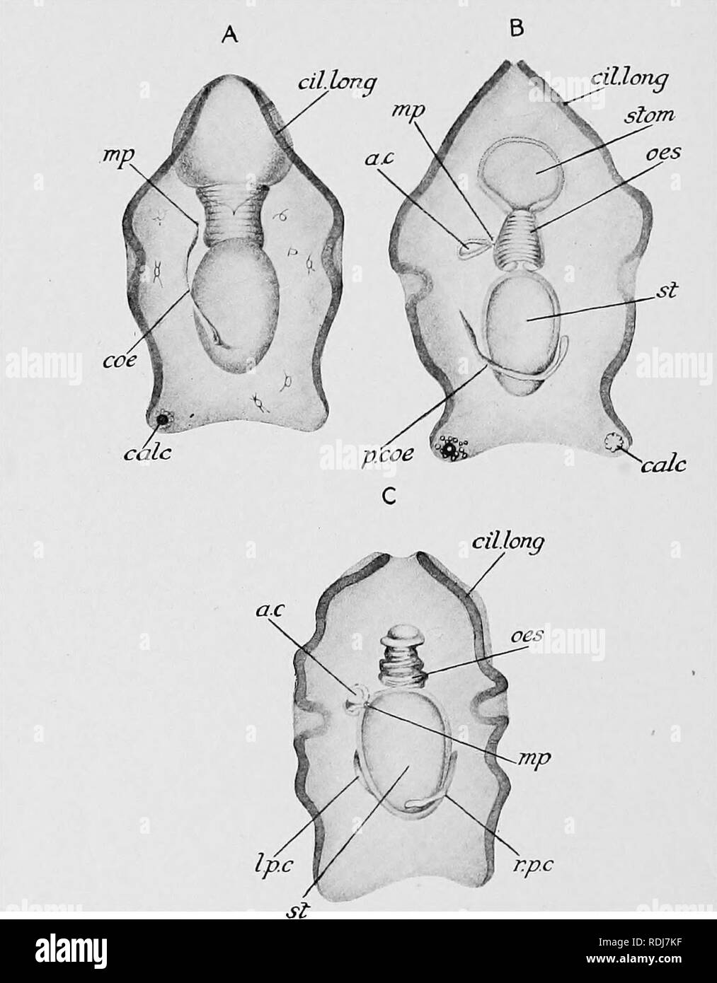 Synapta (synapta) High Resolution Stock Photography and Images - Alamy