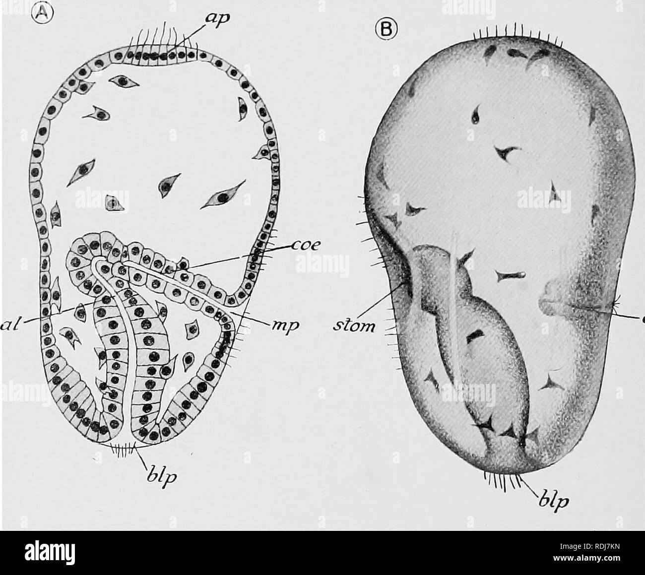Echinoderm and larva hi-res stock photography and images - Alamy