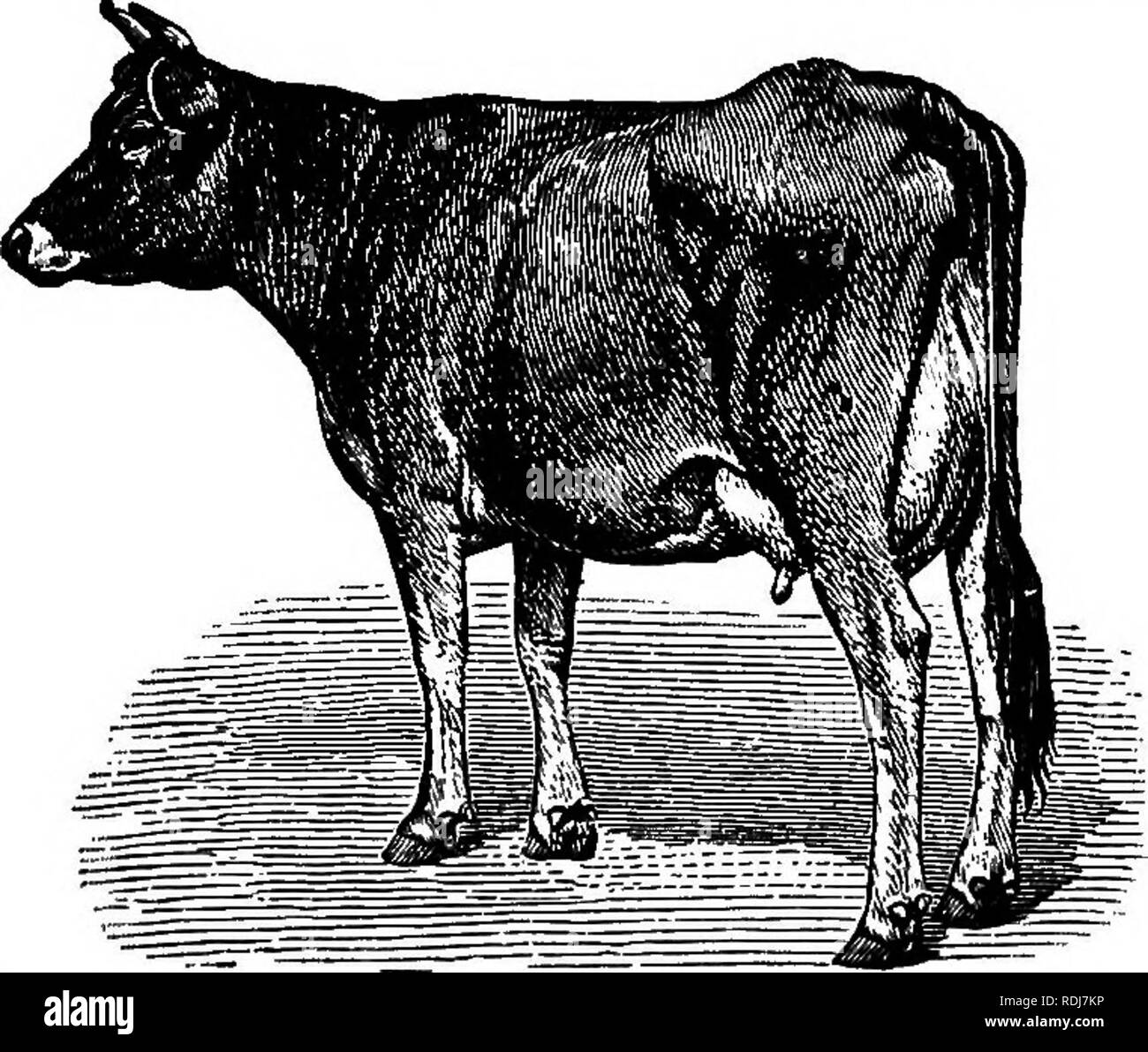 Two horned animals caught hi-res stock photography and images - Alamy