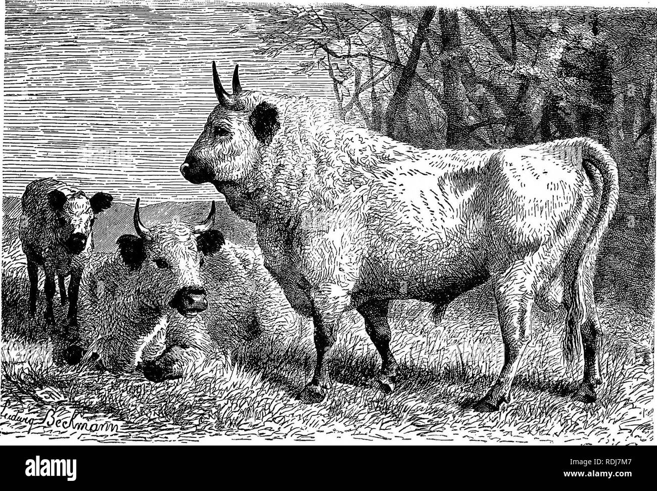 Ox body part Black and White Stock Photos & Images - Alamy