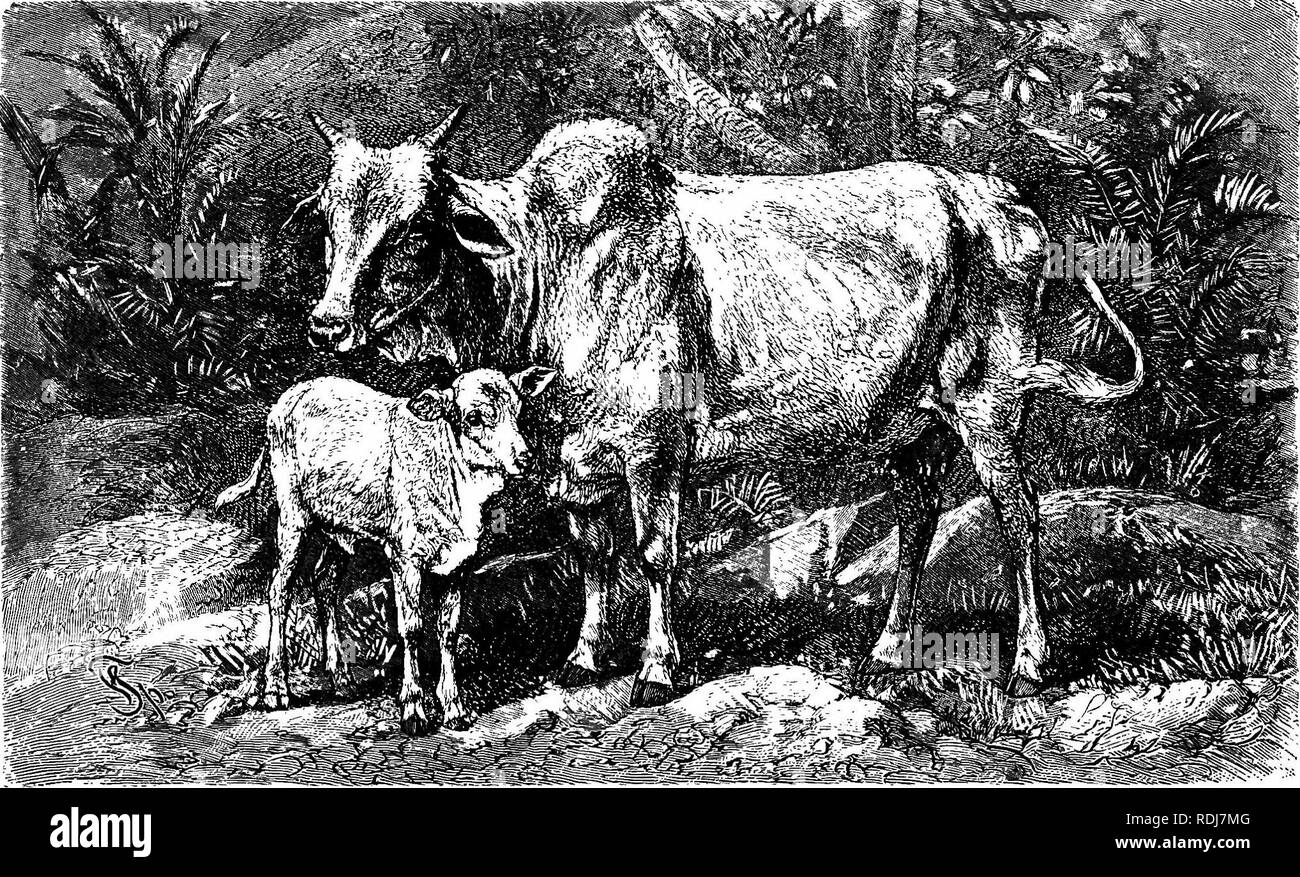 Lyre horned Black and White Stock Photos & Images - Alamy