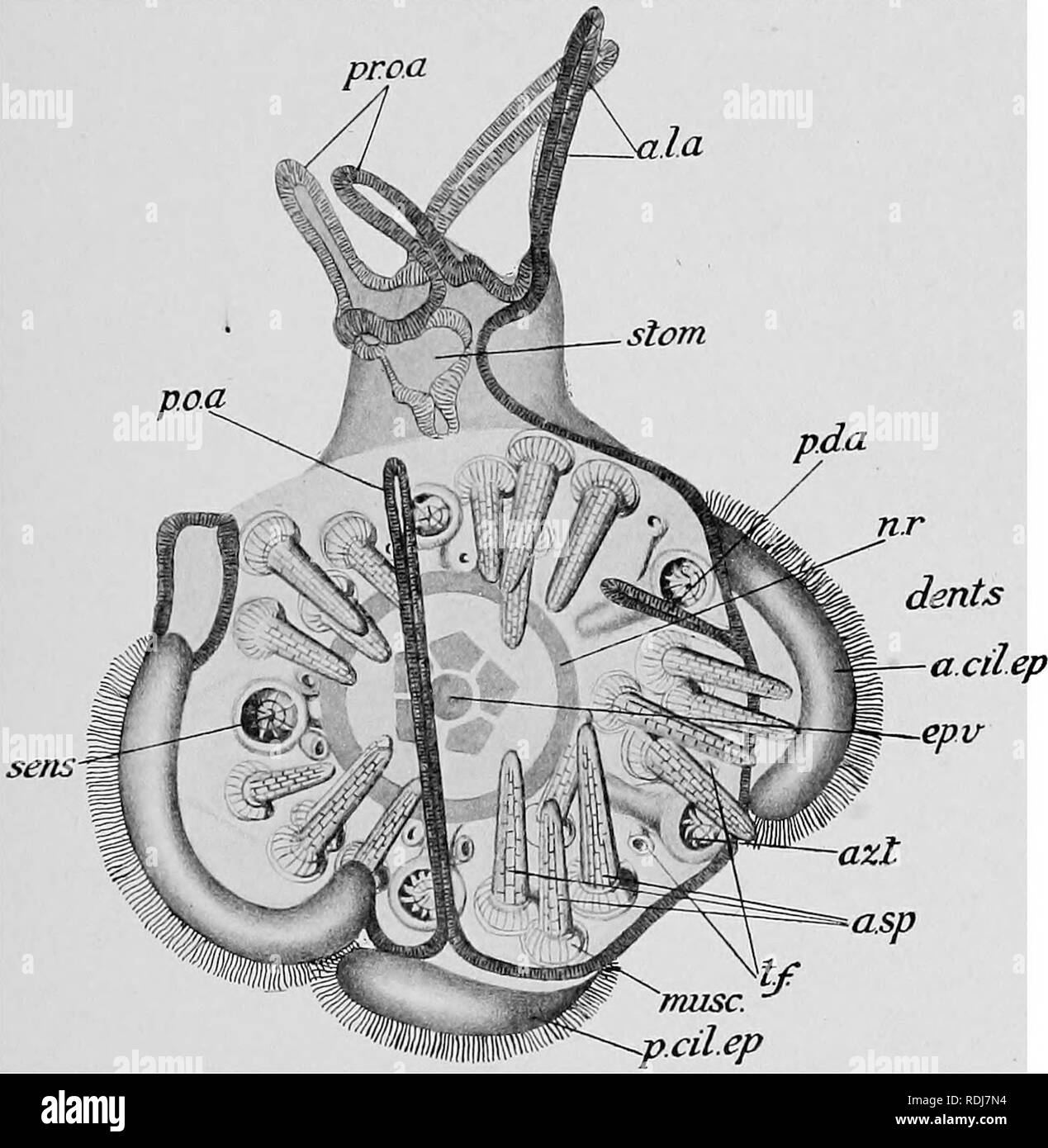 Echinus spine hi-res stock photography and images - Alamy