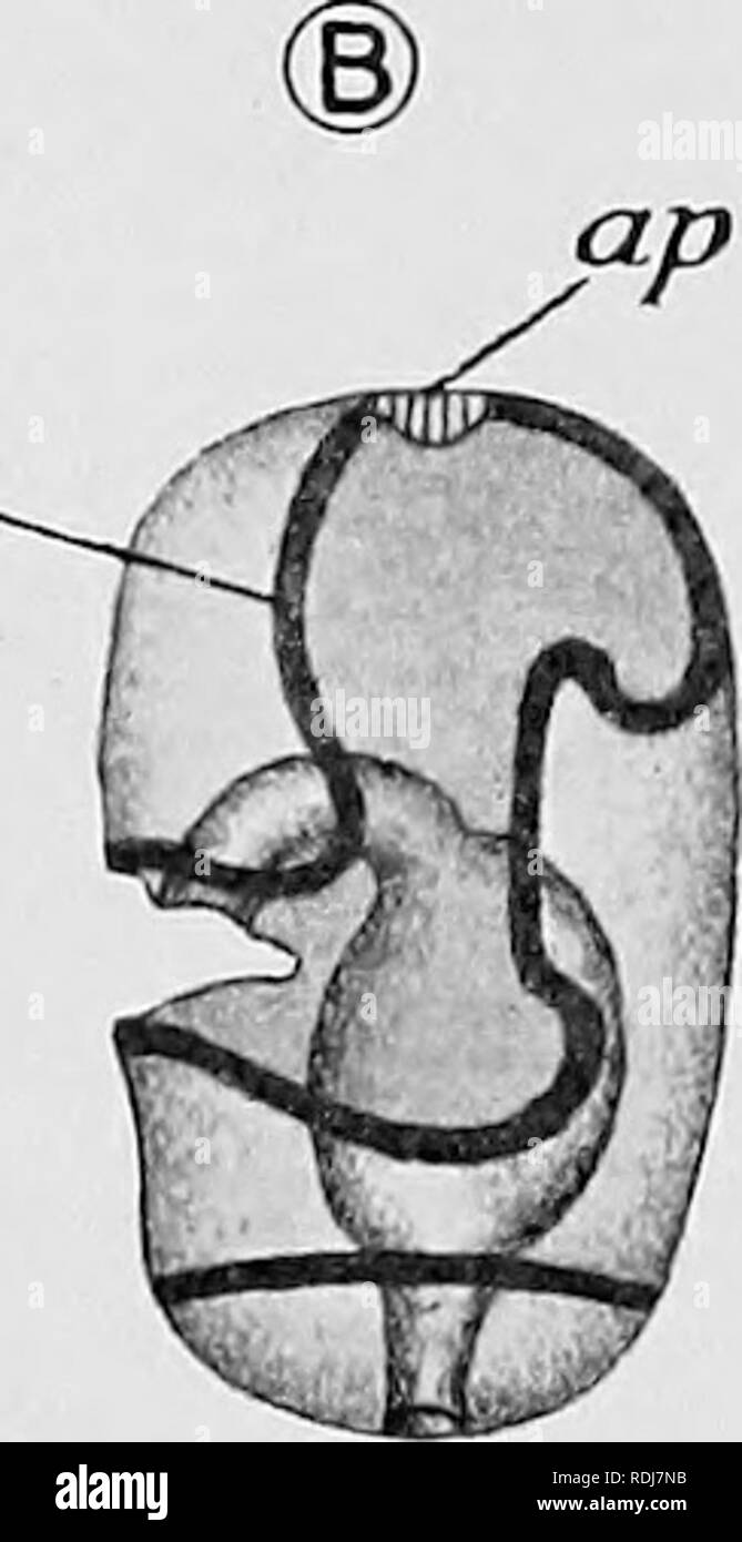 Side diagram of larvae Black and White Stock Photos & Images - Alamy