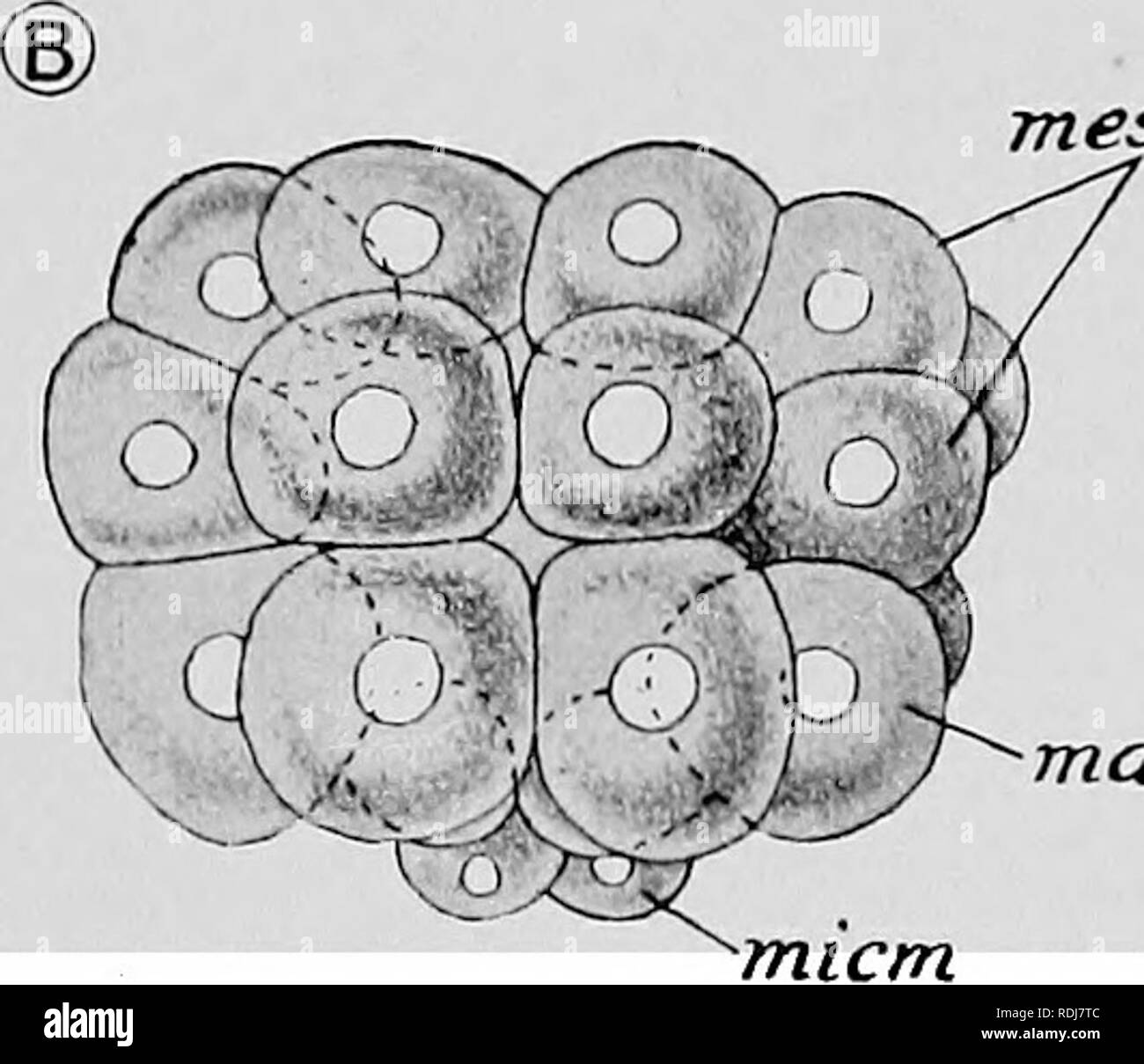 . Text-book of embryology. Embryology. macm FiQ. 383.—Two stages in the ...