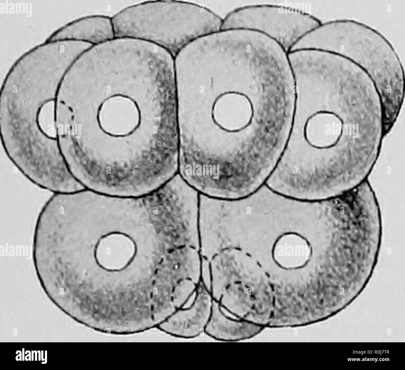 . Text-book of embryology. Embryology. XYI ECHINODEEMATA 507 once and ...