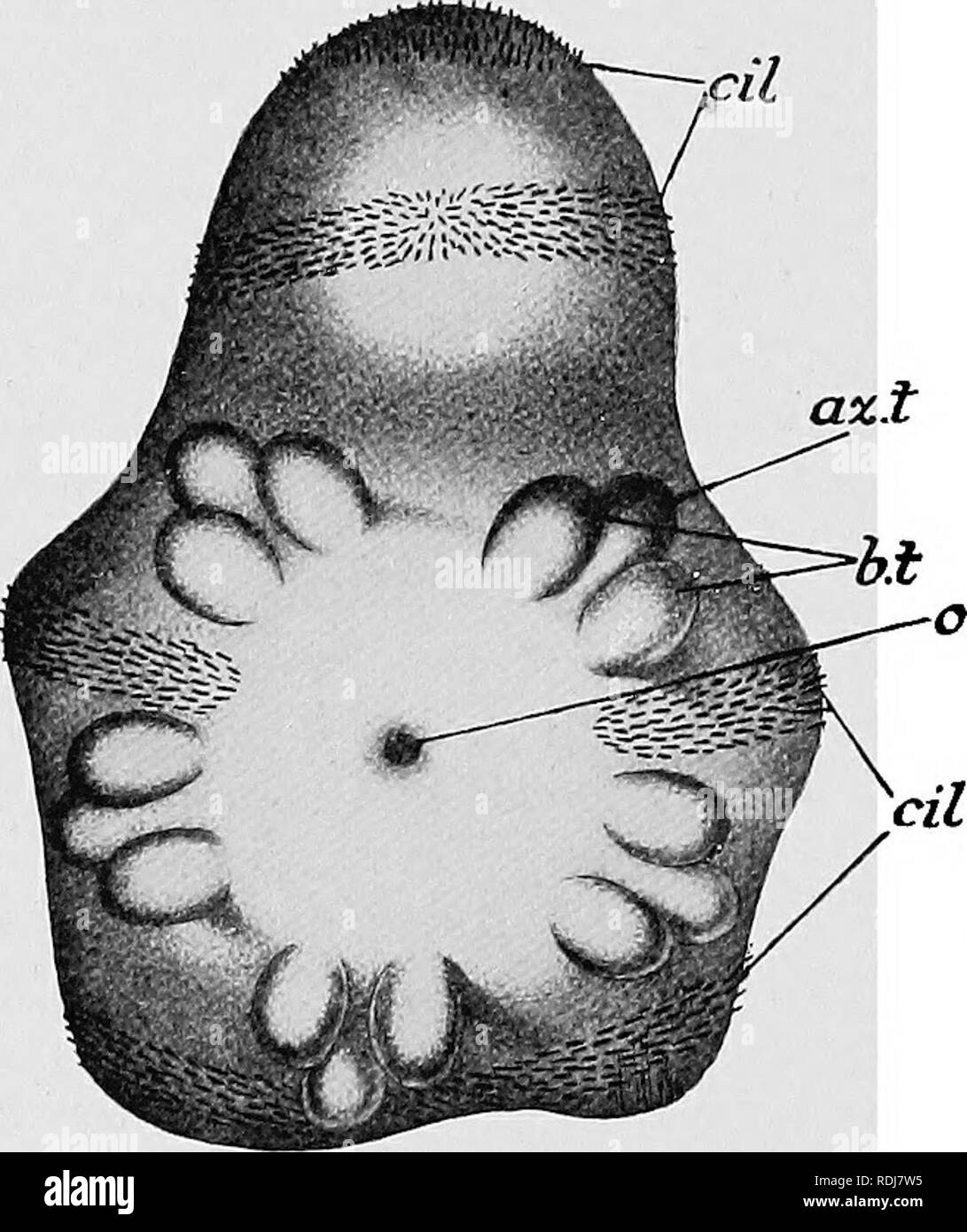 . Text-book of embryology. Embryology. 502 INVEETEBEATA CHAP. looks ...