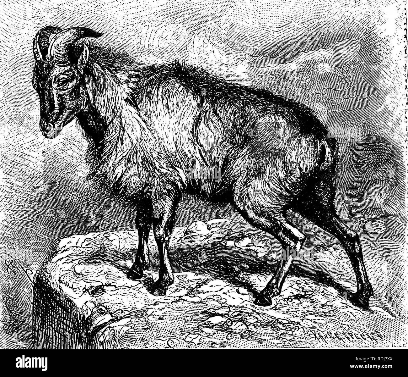 . The animals of the world. Brehm's life of animals;. Mammals. THE ...