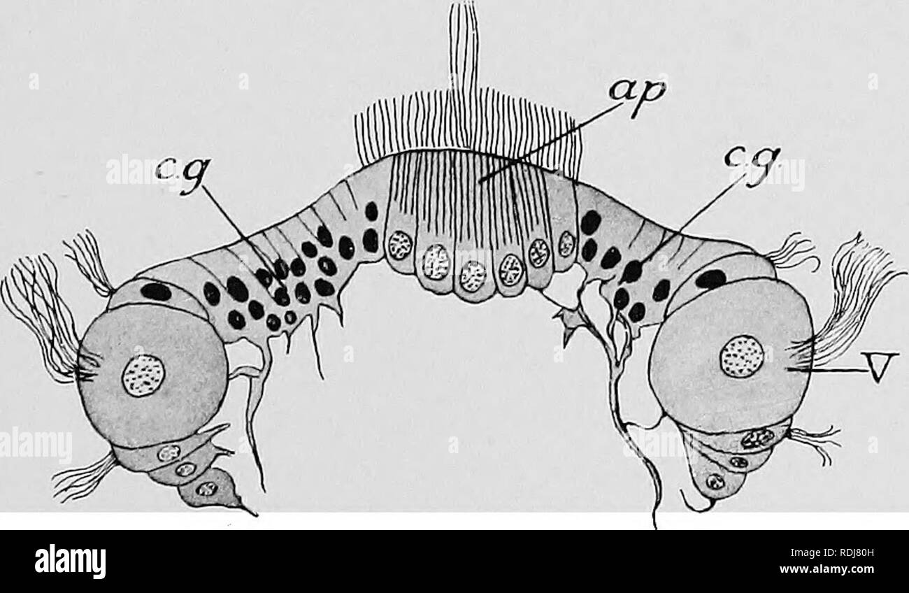 . Text-book of embryology. Embryology. Fig. 2.38.—Frontal section of a ...