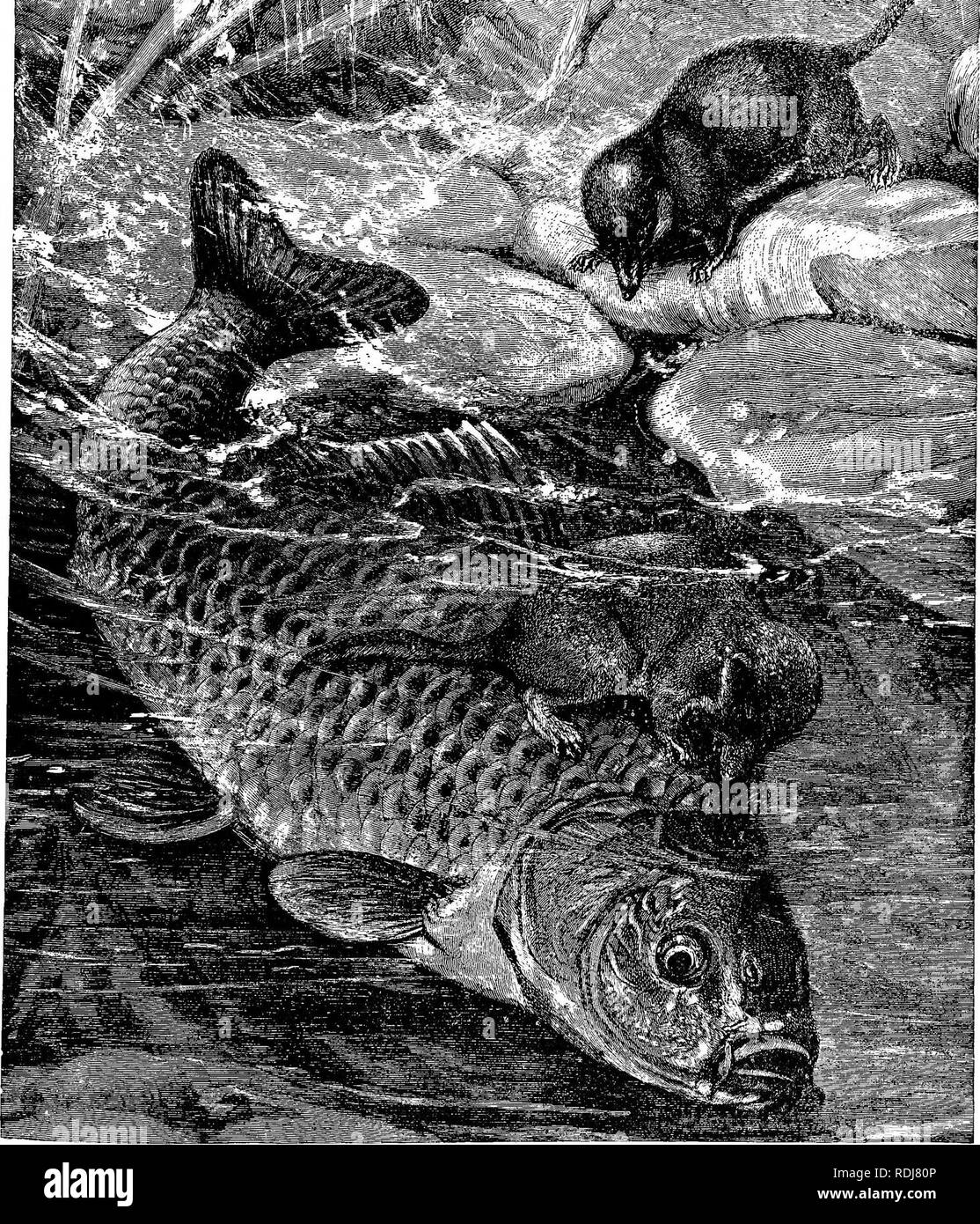 Burrows in river banks Black and White Stock Photos & Images - Alamy